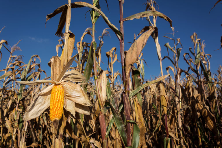 Corn Field | Copyright-free photo (by M. Vorel) | LibreShot