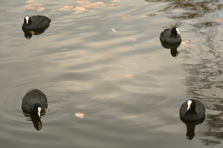 Eurasian coots | Copyright-free photo (by M. Vorel) | LibreShot