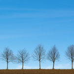 Row of Trees - Minimalism | Copyright-free photo (by M. Vorel) | LibreShot