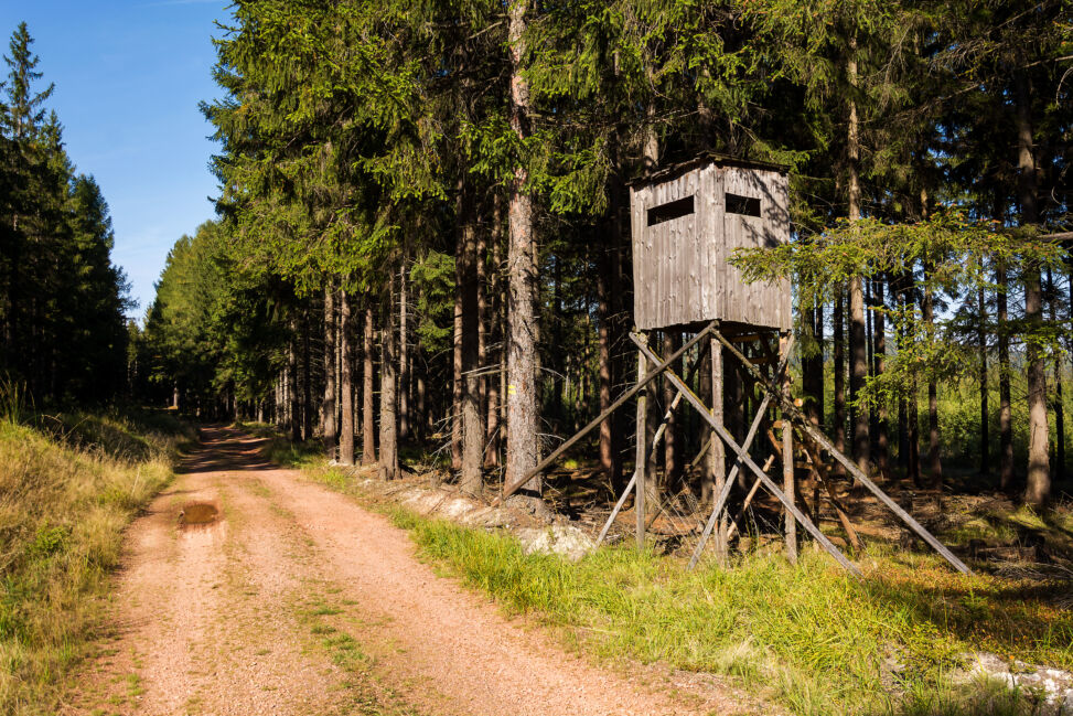 Tree Stand in the Woods | Copyright-free photo (by M. Vorel) | LibreShot