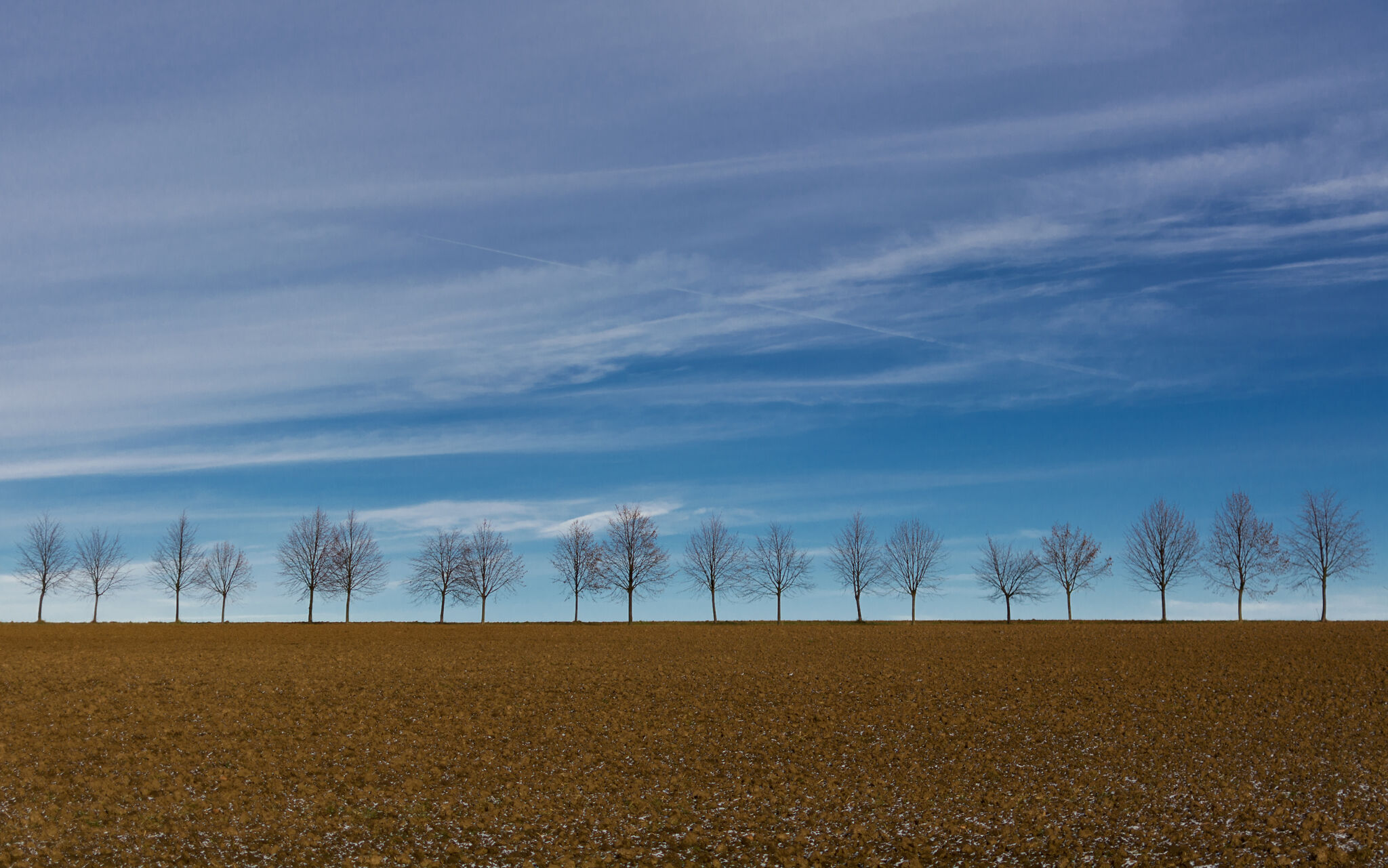 Row of Trees on the Horizon | Copyright-free photo (by M. Vorel ...