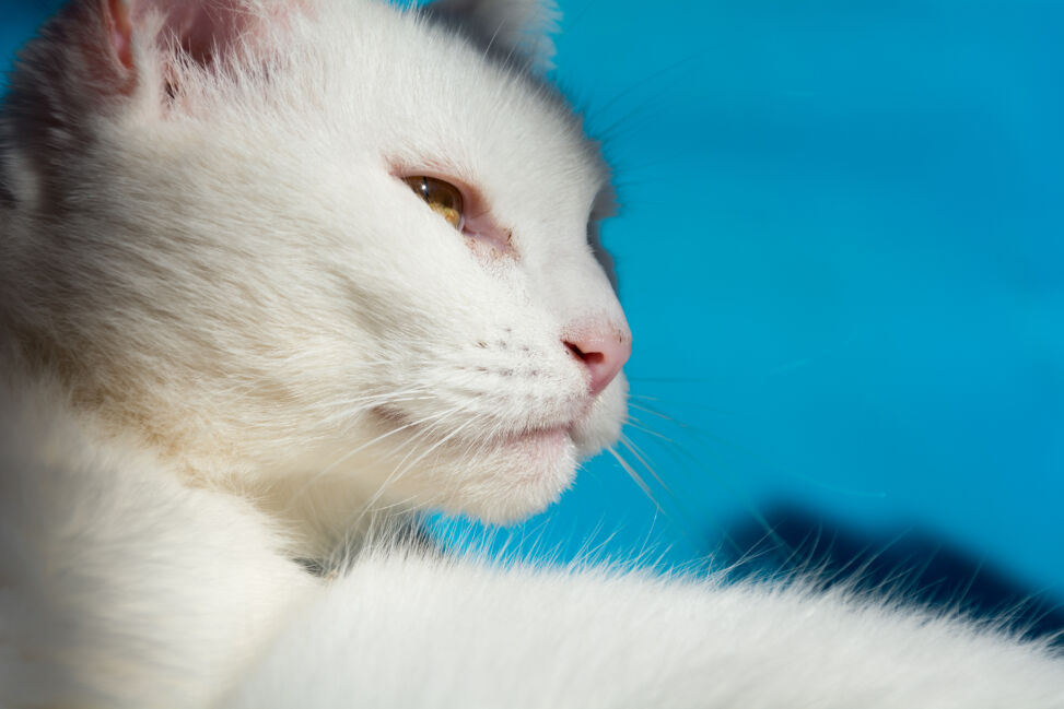 White Cat | Copyright-free photo (by M. Vorel) | LibreShot