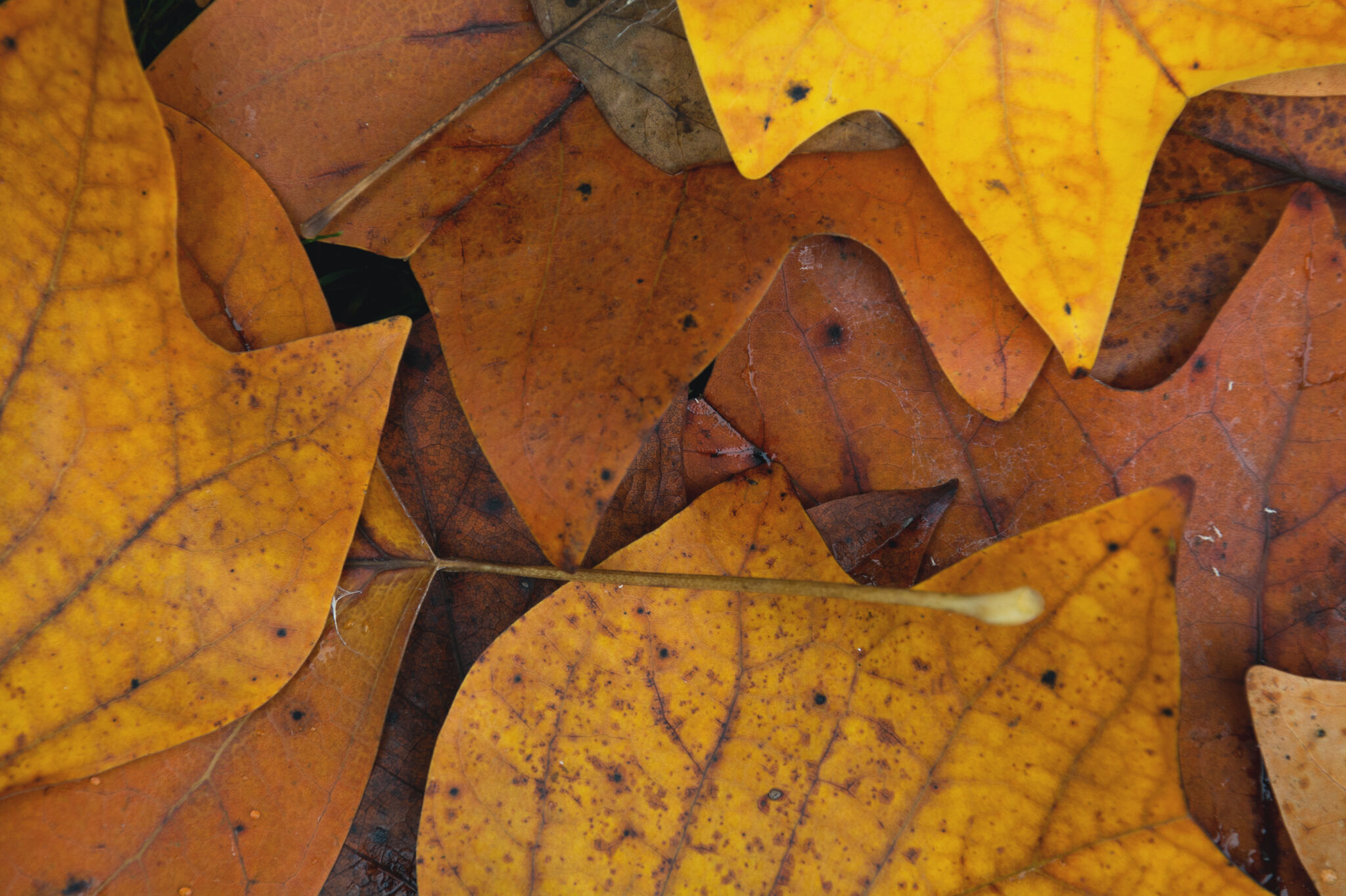 Autumn Leaves Background | Copyright-free photo (by M. Vorel) | LibreShot