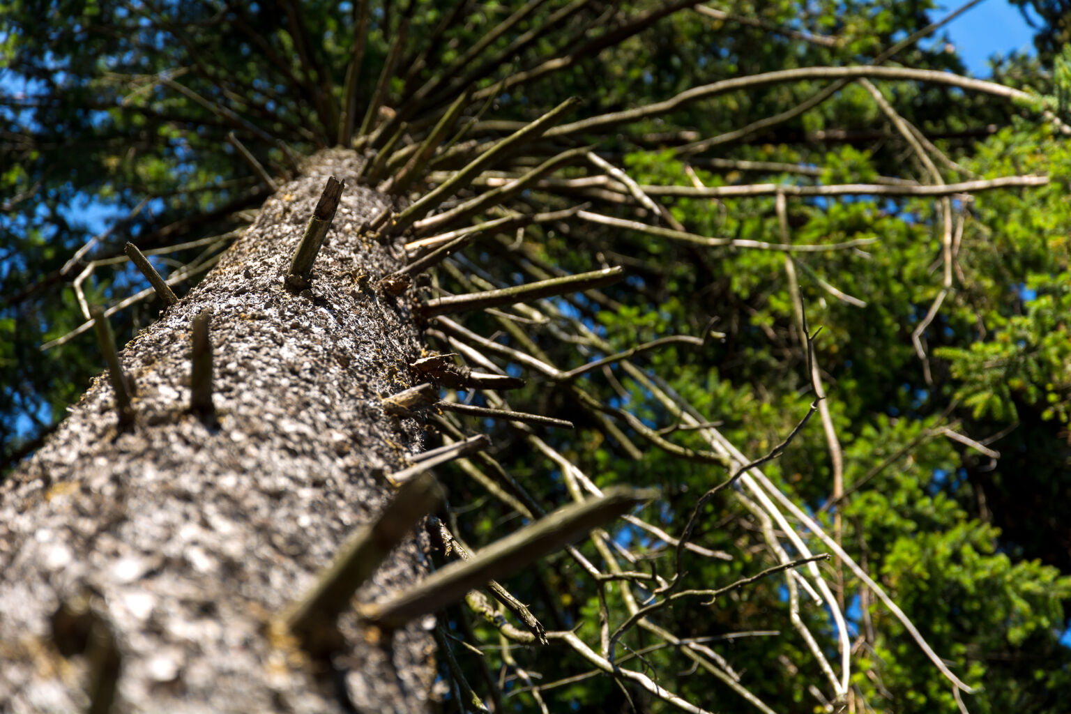Close-up of a Tree | Copyright-free photo (by M. Vorel) | LibreShot