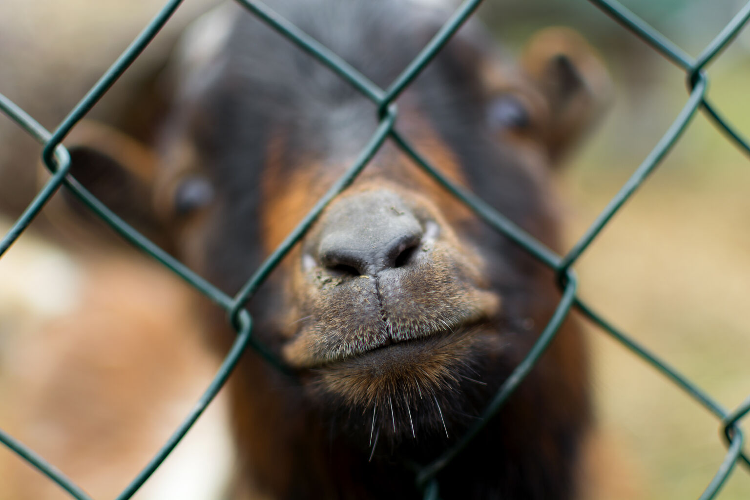 Goat Close Up | Copyright-free photo (by M. Vorel) | LibreShot