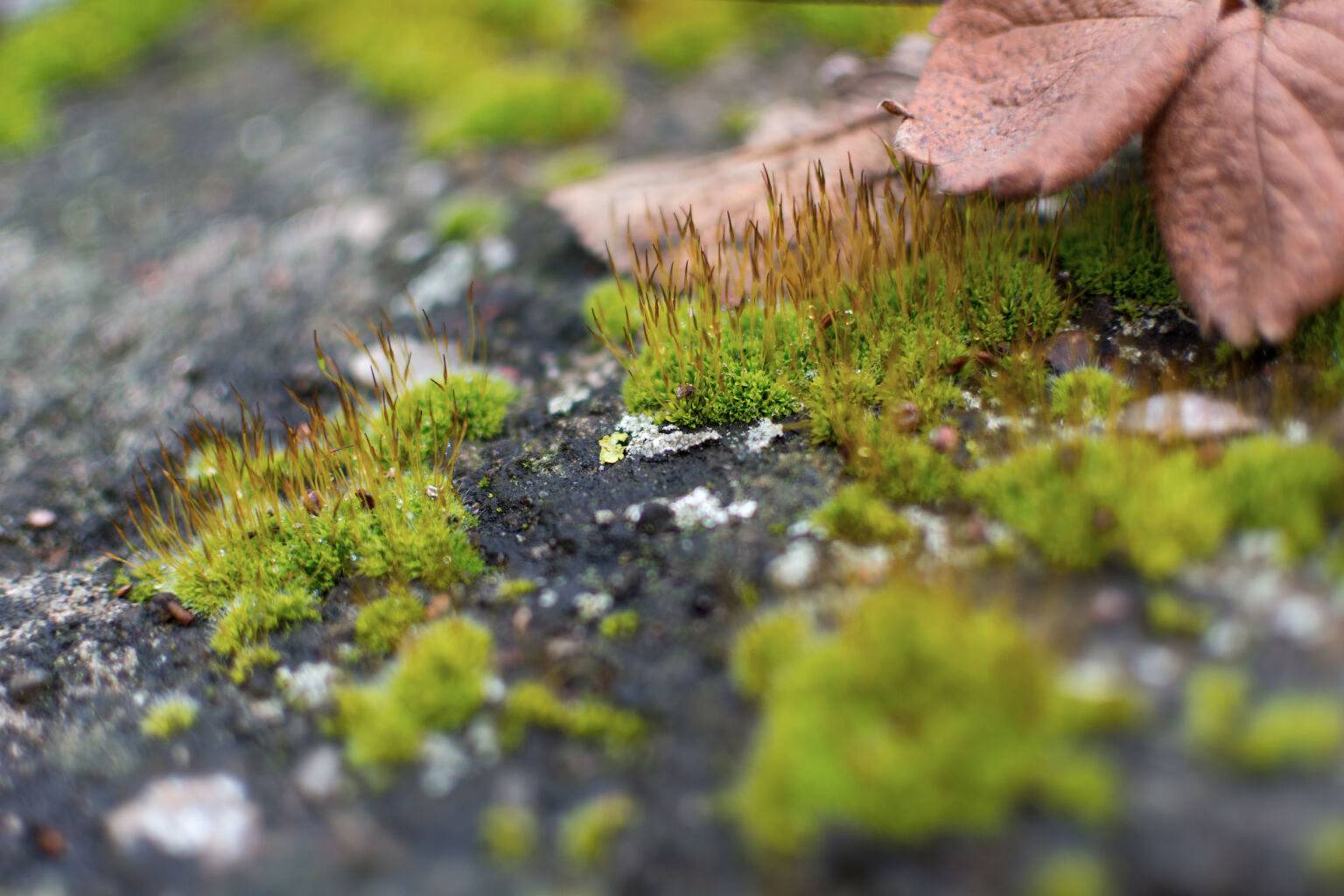 Moss Macro Photography | Copyright-free photo (by M. Vorel) | LibreShot