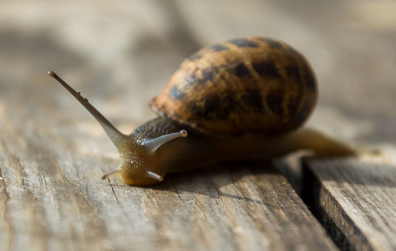 Snail Close Up | Copyright-free photo (by M. Vorel) | LibreShot