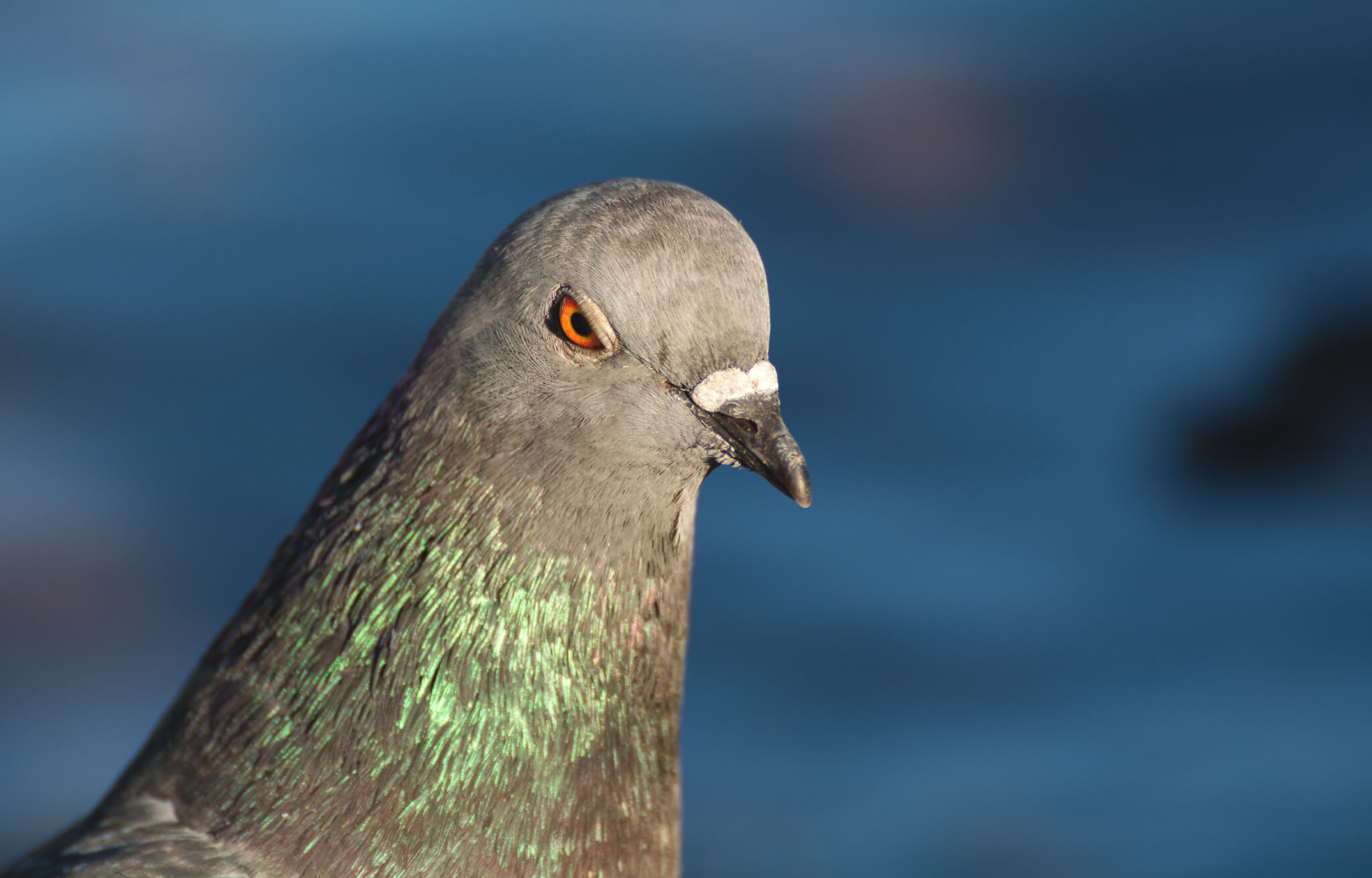 Angry Pigeon | Copyright-free photo (by M. Vorel) | LibreShot