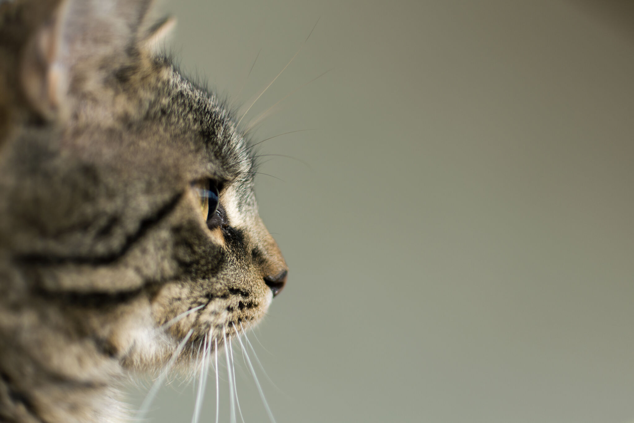 Side View Portrait of Cat | Copyright-free photo (by M. Vorel) | LibreShot