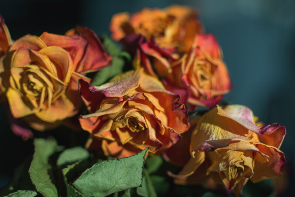 Dry Roses | Copyright-free photo (by M. Vorel) | LibreShot