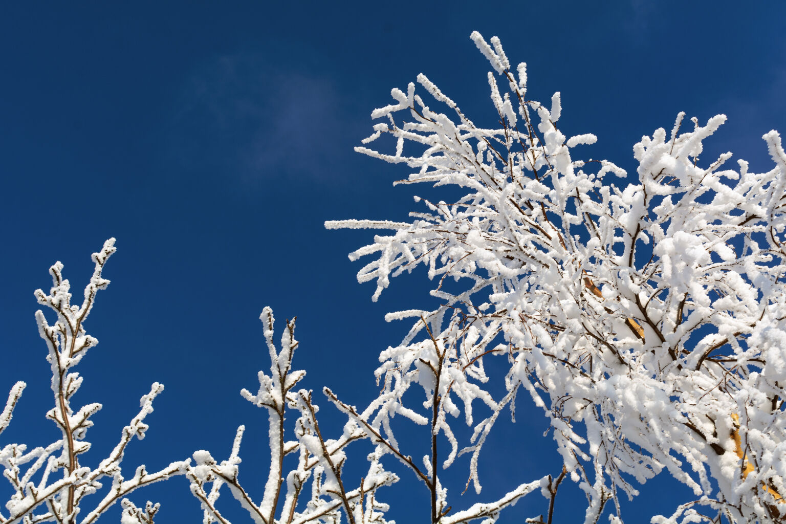 Snowy Tree Branches | Copyright-free photo (by M. Vorel) | LibreShot