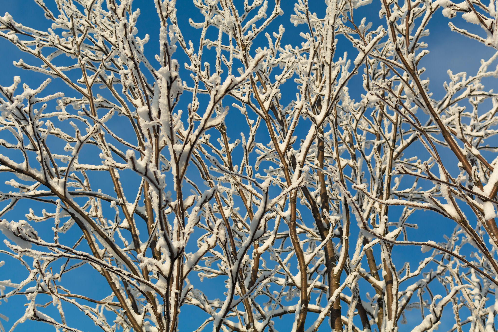 Snow covered tree branches against the blue sky | Copyright-free photo ...