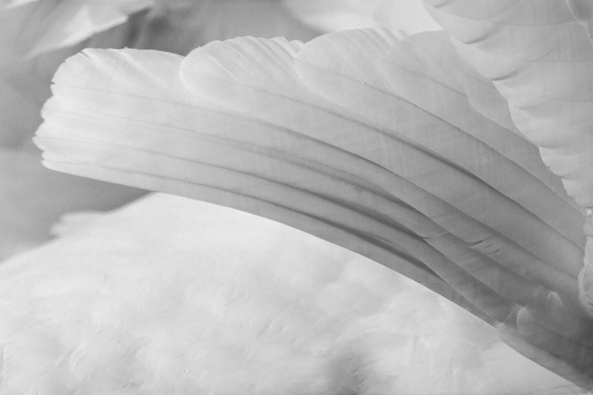Swan Wing | Copyright-free photo (by M. Vorel) | LibreShot