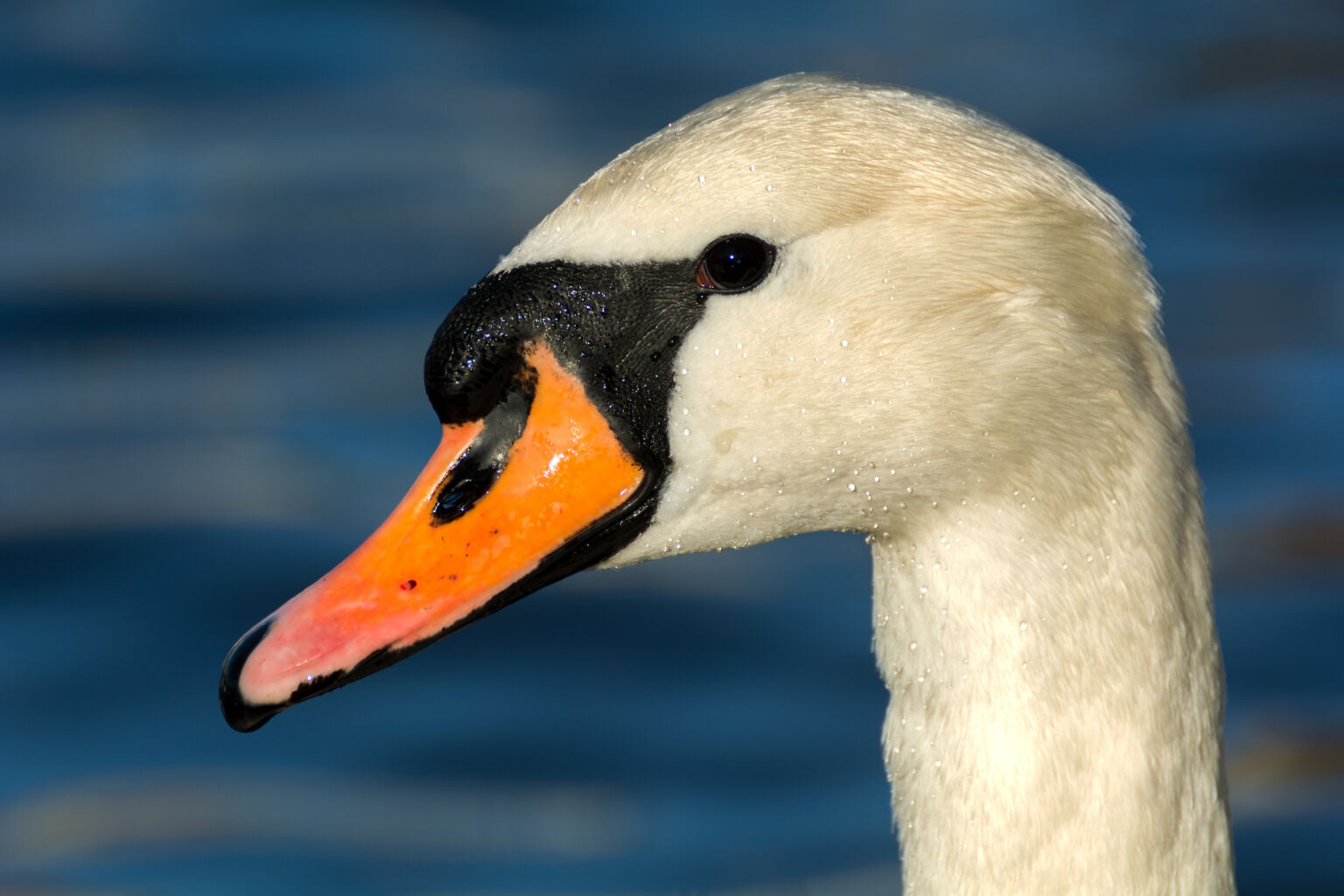 White Swan Portrait | Copyright-free photo (by M. Vorel) | LibreShot