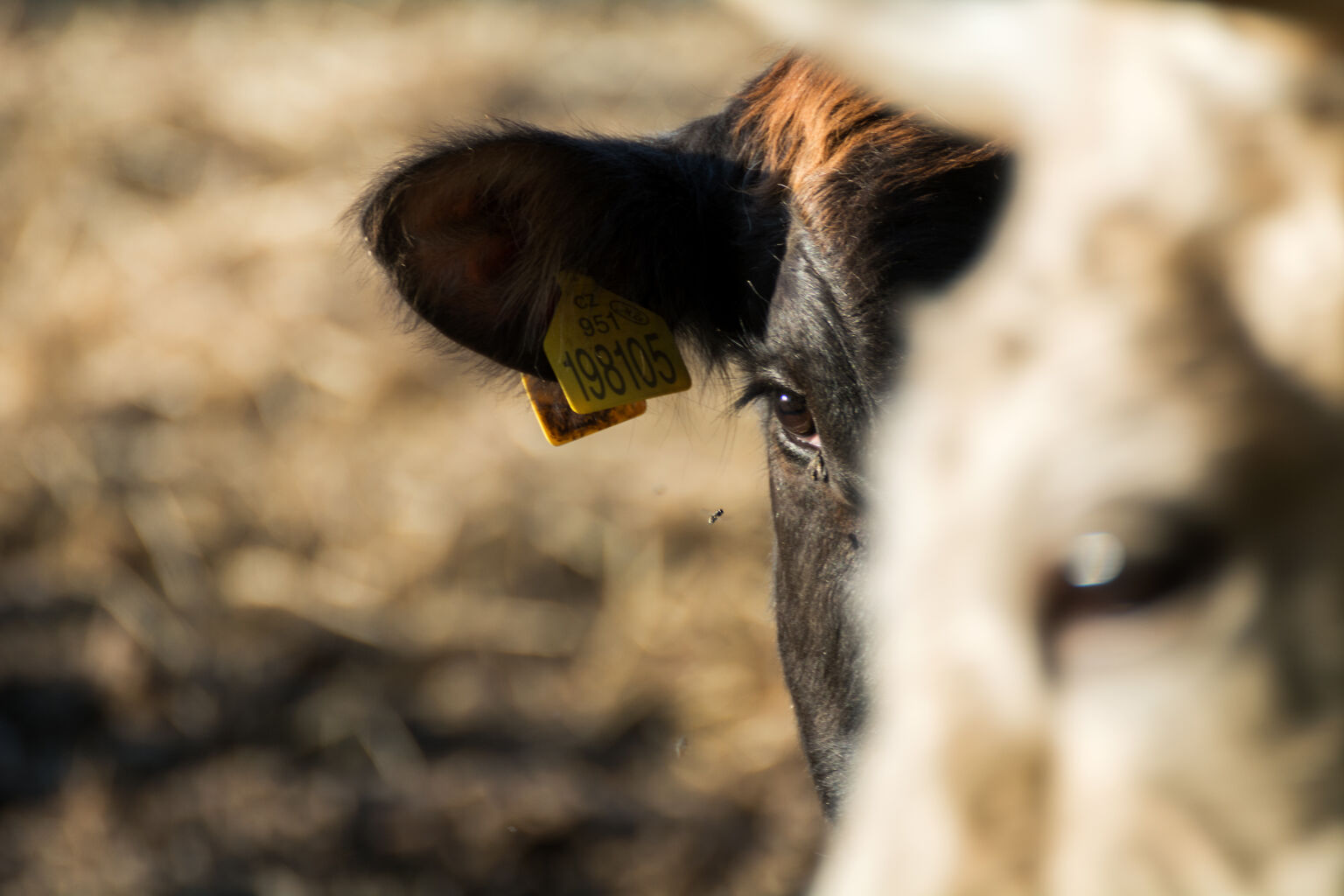 Cow | Copyright-free photo (by M. Vorel) | LibreShot