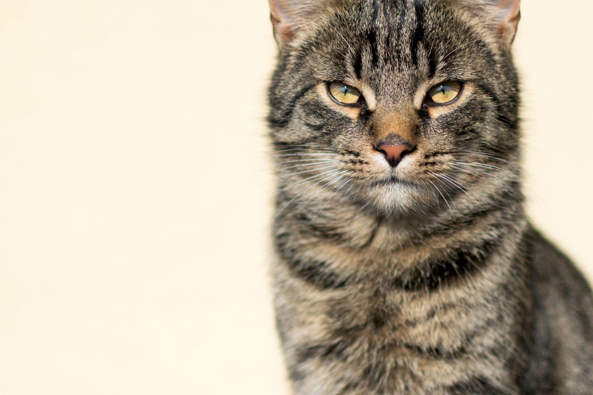 Wise Cat Portrait | Copyright-free photo (by M. Vorel) | LibreShot