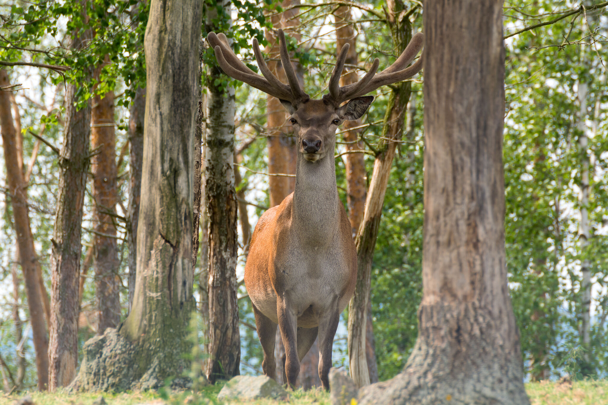 Deer | Copyright-free photo (by M. Vorel) | LibreShot