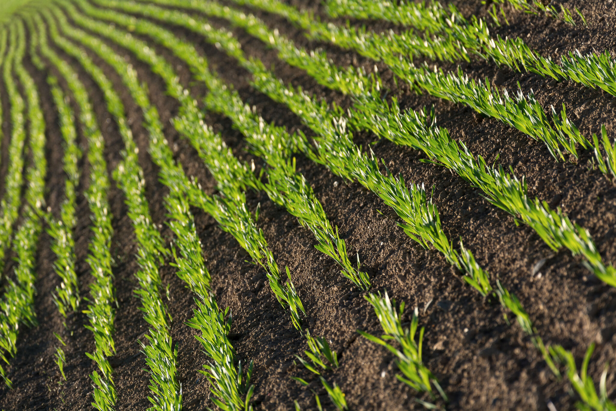 Grass Rows On Spring Field | Copyright-free photo (by M. Vorel) | LibreShot
