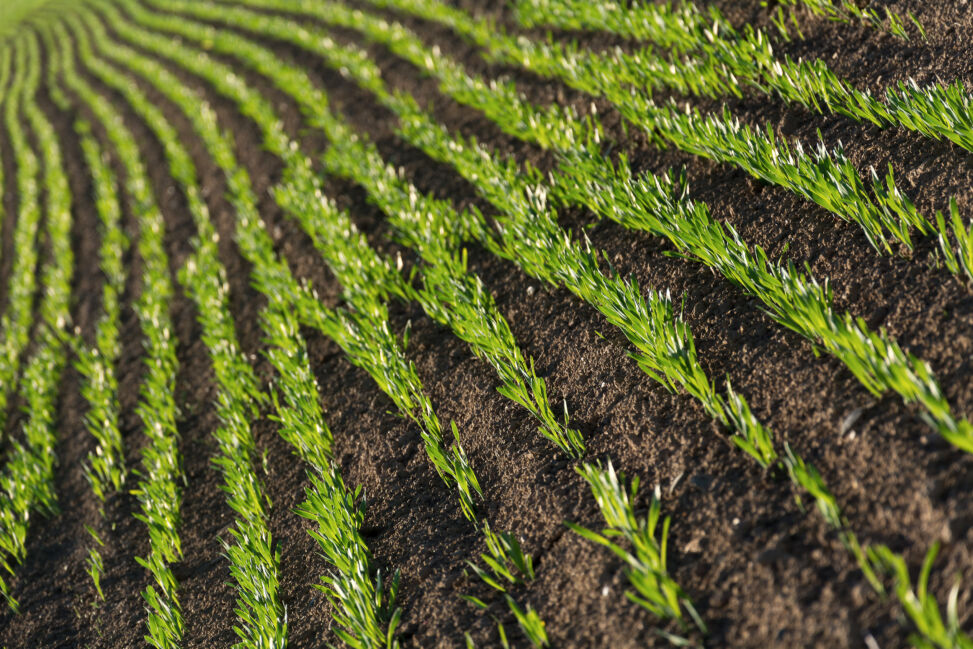 Grass Rows On Spring Field | Copyright-free photo (by M. Vorel) | LibreShot