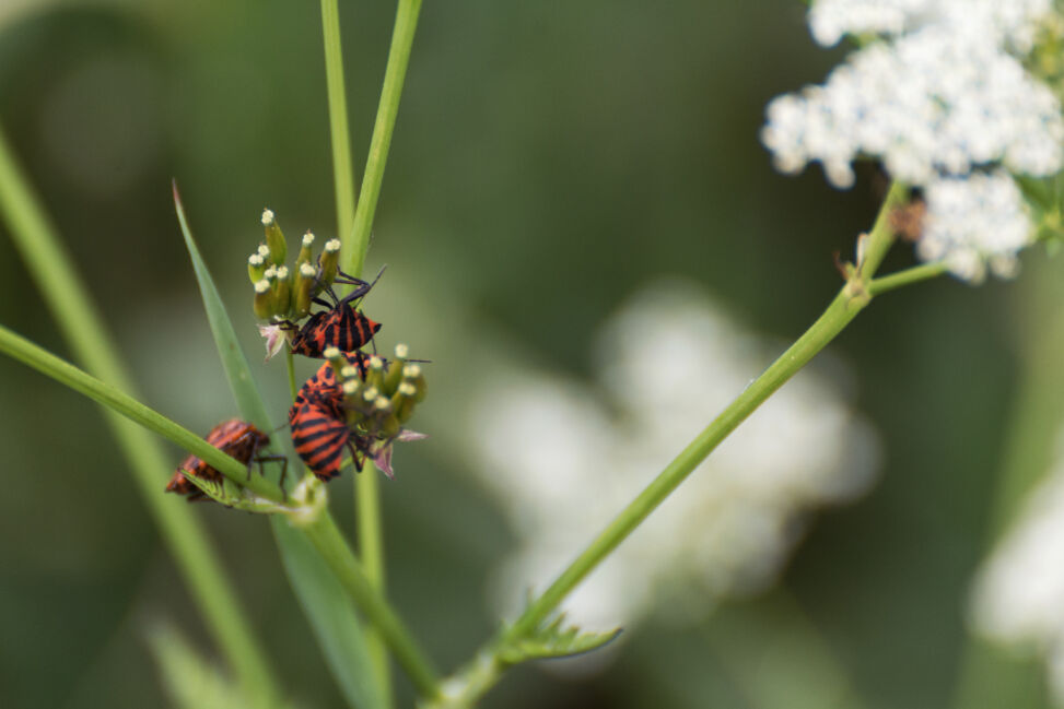 Italian Striped Bug | Copyright-free photo (by M. Vorel) | LibreShot