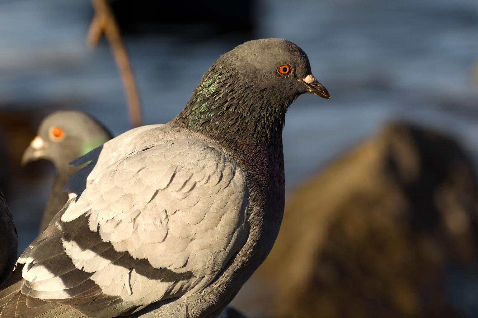 Pigeon | Copyright-free photo (by M. Vorel) | LibreShot