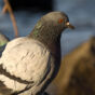 Angry Pigeon | Copyright-free photo (by M. Vorel) | LibreShot