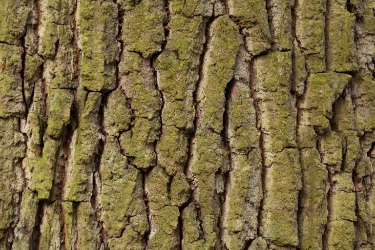 Tree bark texture | Copyright-free photo (by M. Vorel) | LibreShot
