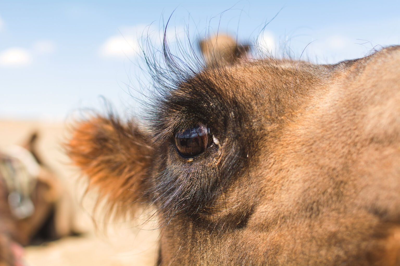Camel Eye | Copyright-free photo (by M. Vorel) | LibreShot