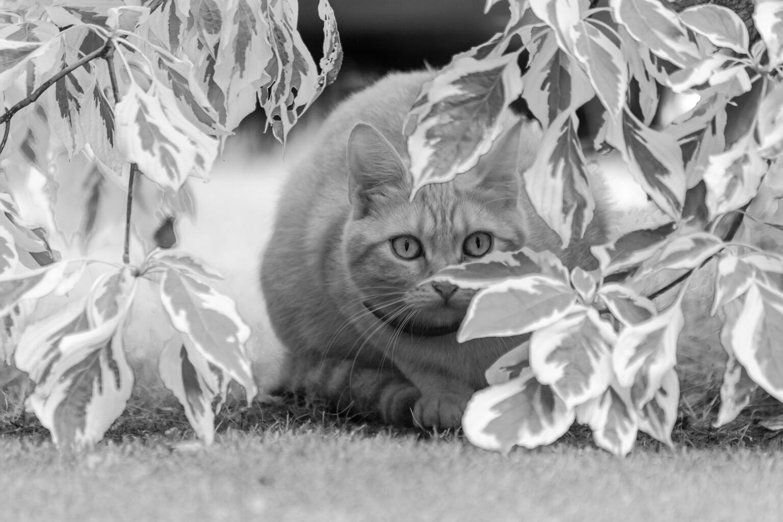 Hidden Cat Hunting | Copyright-free photo (by M. Vorel) | LibreShot
