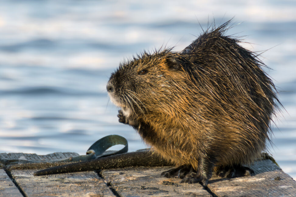 Coypu | Copyright-free photo (by M. Vorel) | LibreShot