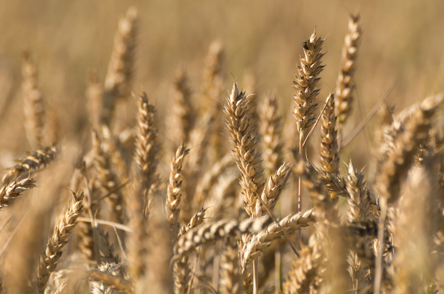 Grain field | Copyright-free photo (by M. Vorel) | LibreShot