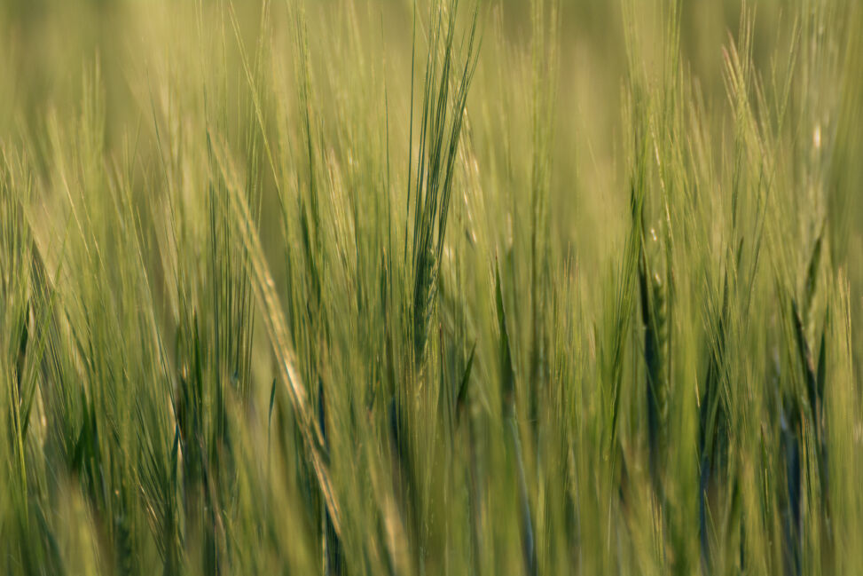 Field background | Copyright-free photo (by M. Vorel) | LibreShot