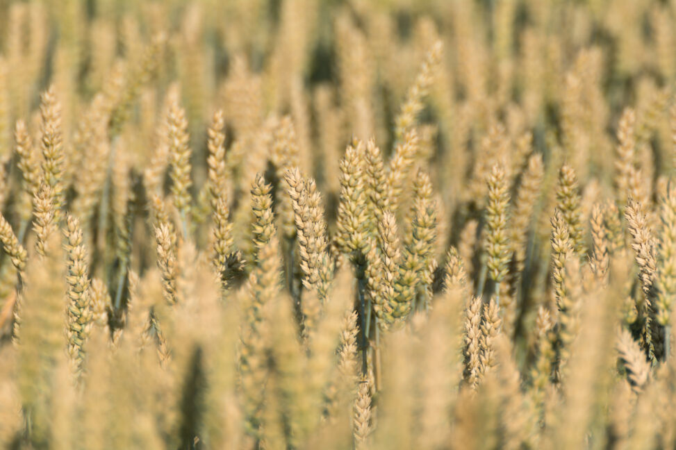 Close up field | Copyright-free photo (by M. Vorel) | LibreShot