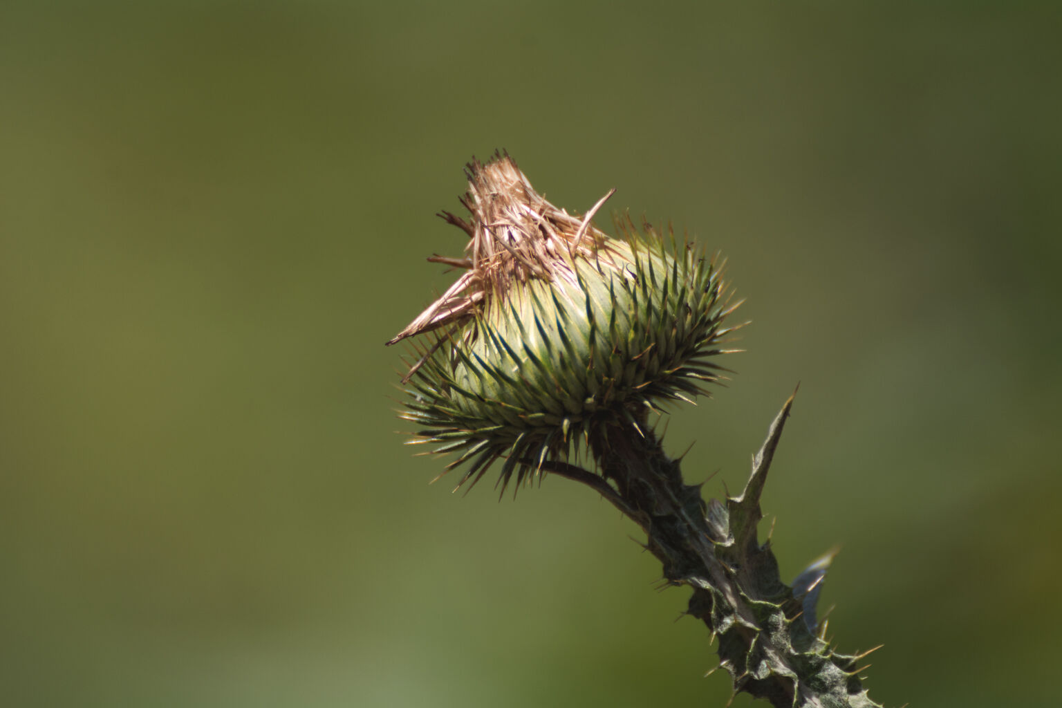 Thistle | Copyright-free photo (by M. Vorel) | LibreShot