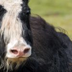 Lying Yak | Copyright-free photo (by M. Vorel) | LibreShot