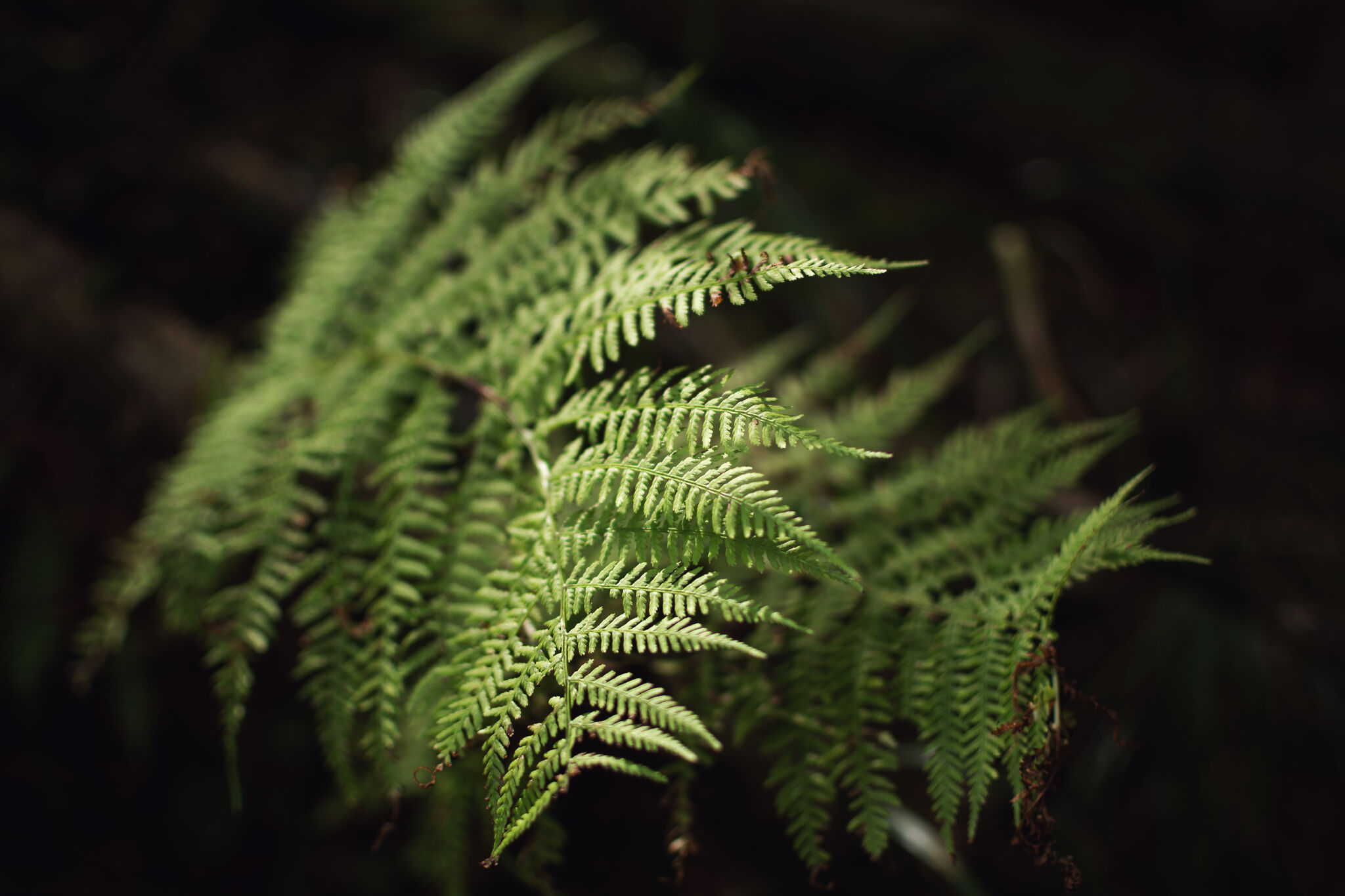 Fern | Copyright-free photo (by M. Vorel) | LibreShot