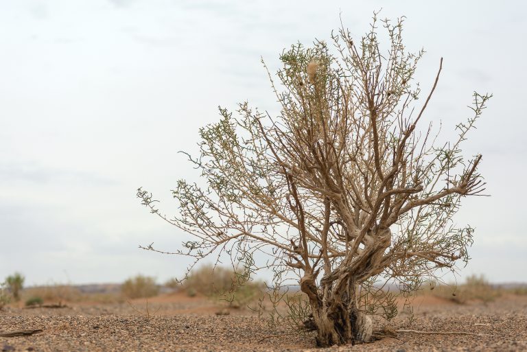 Tree in the Gobi desert | Copyright-free photo (by M. Vorel) | LibreShot