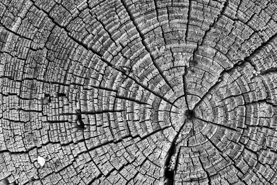 Tree Cut Structure | Copyright-free photo (by M. Vorel) | LibreShot
