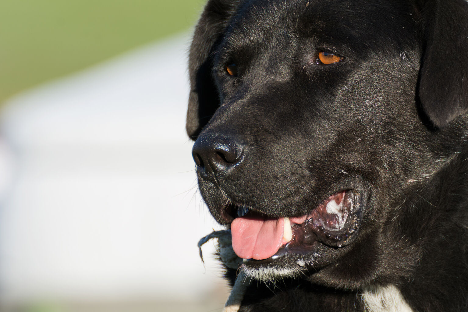 Black dog face | Copyright-free photo (by M. Vorel) | LibreShot