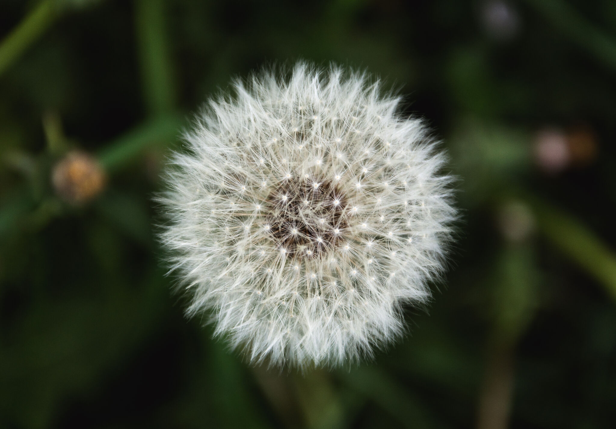 Dandelion | Copyright-free photo (by M. Vorel) | LibreShot