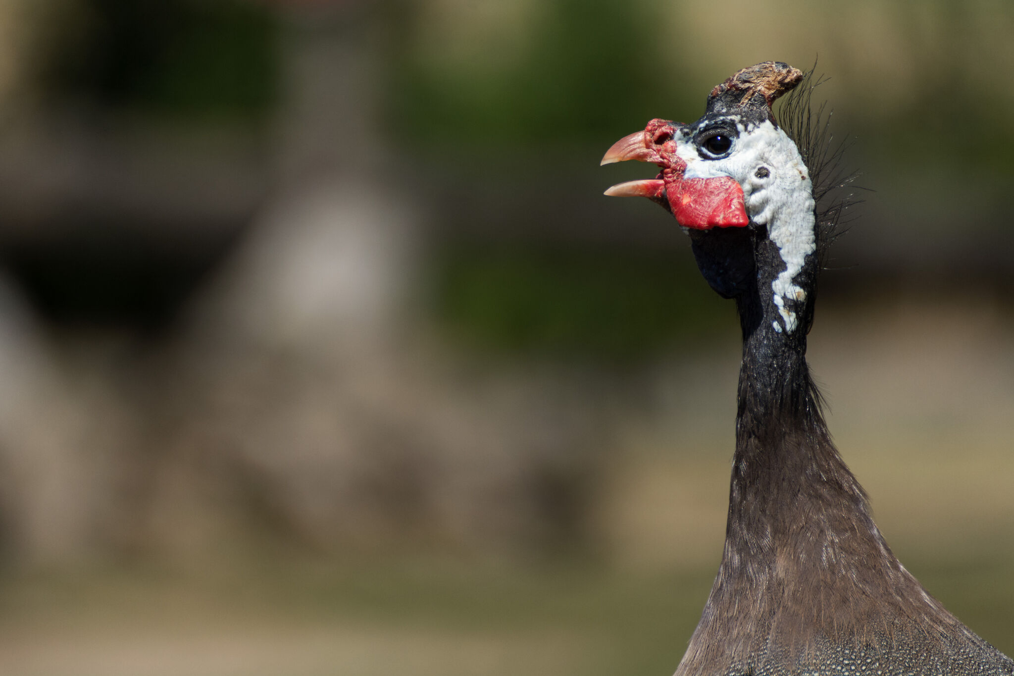 Helmeted Guineafowl | Copyright-free photo (by M. Vorel) | LibreShot