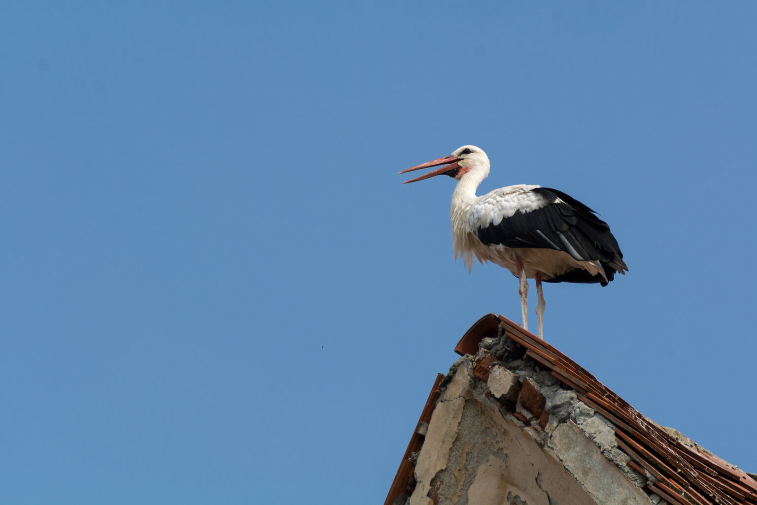 Stork On The Roof | Copyright-free photo (by M. Vorel) | LibreShot