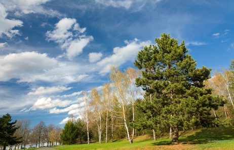 Landscape with trees | Copyright-free photo (by M. Vorel) | LibreShot