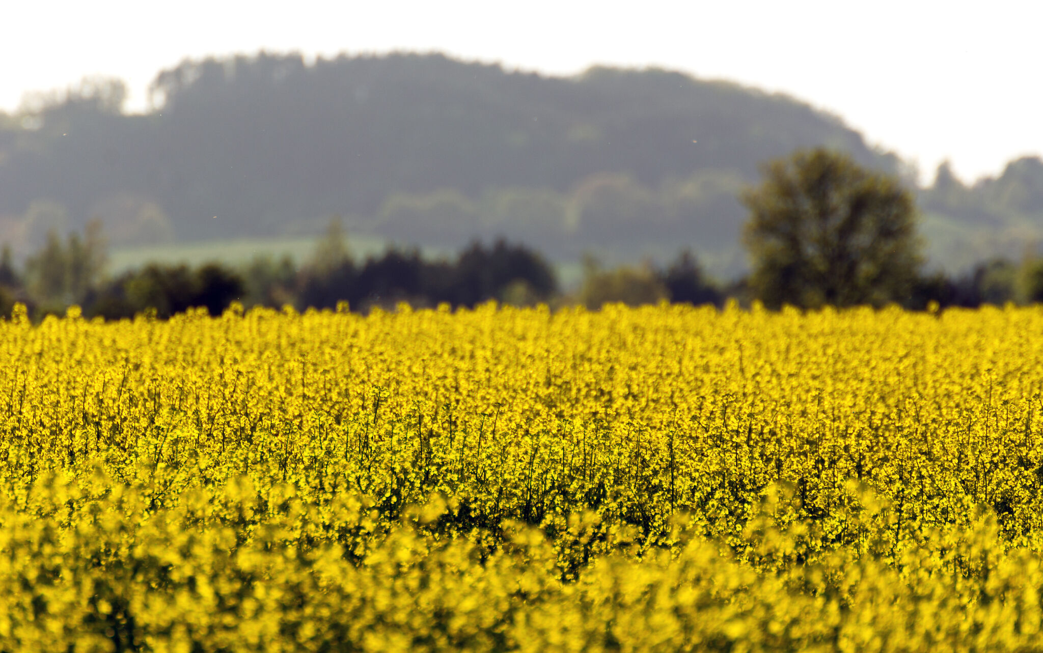 Yellow field | Copyright-free photo (by M. Vorel) | LibreShot