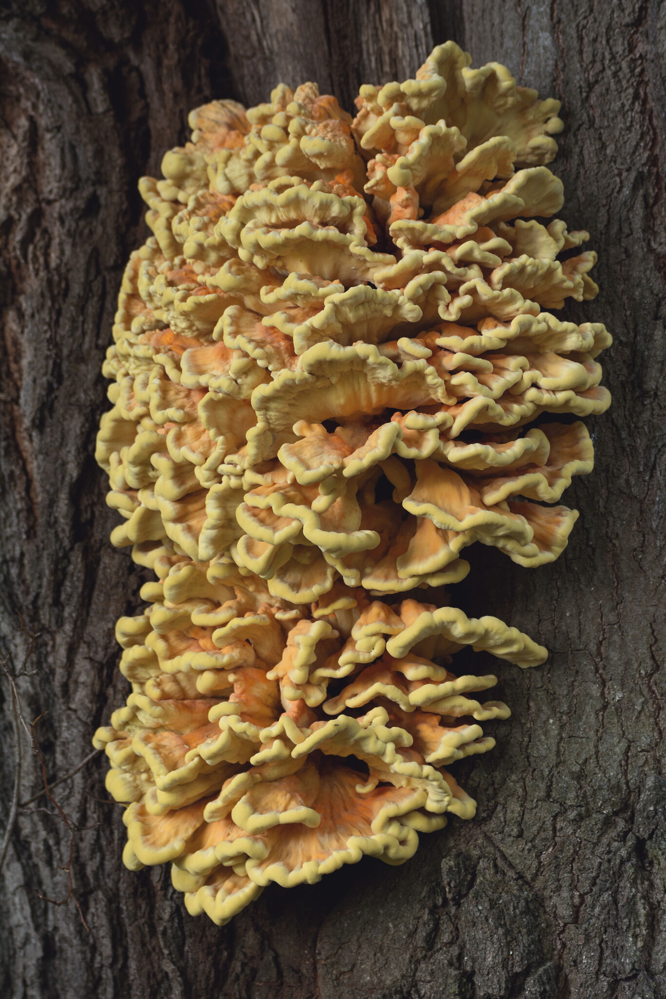 Bracket Fungi | Copyright-free photo (by M. Vorel) | LibreShot