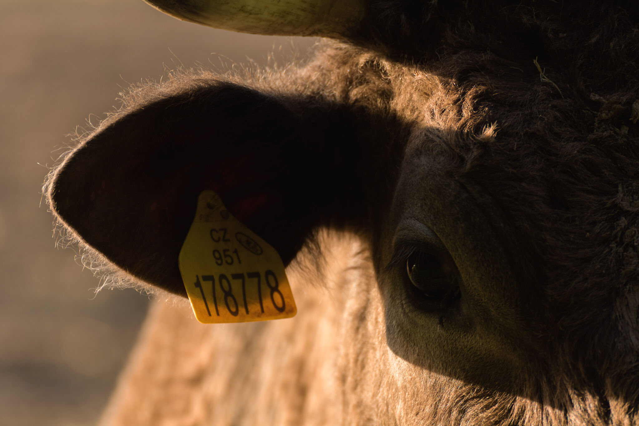 Cow Portrait | Copyright-free photo (by M. Vorel) | LibreShot