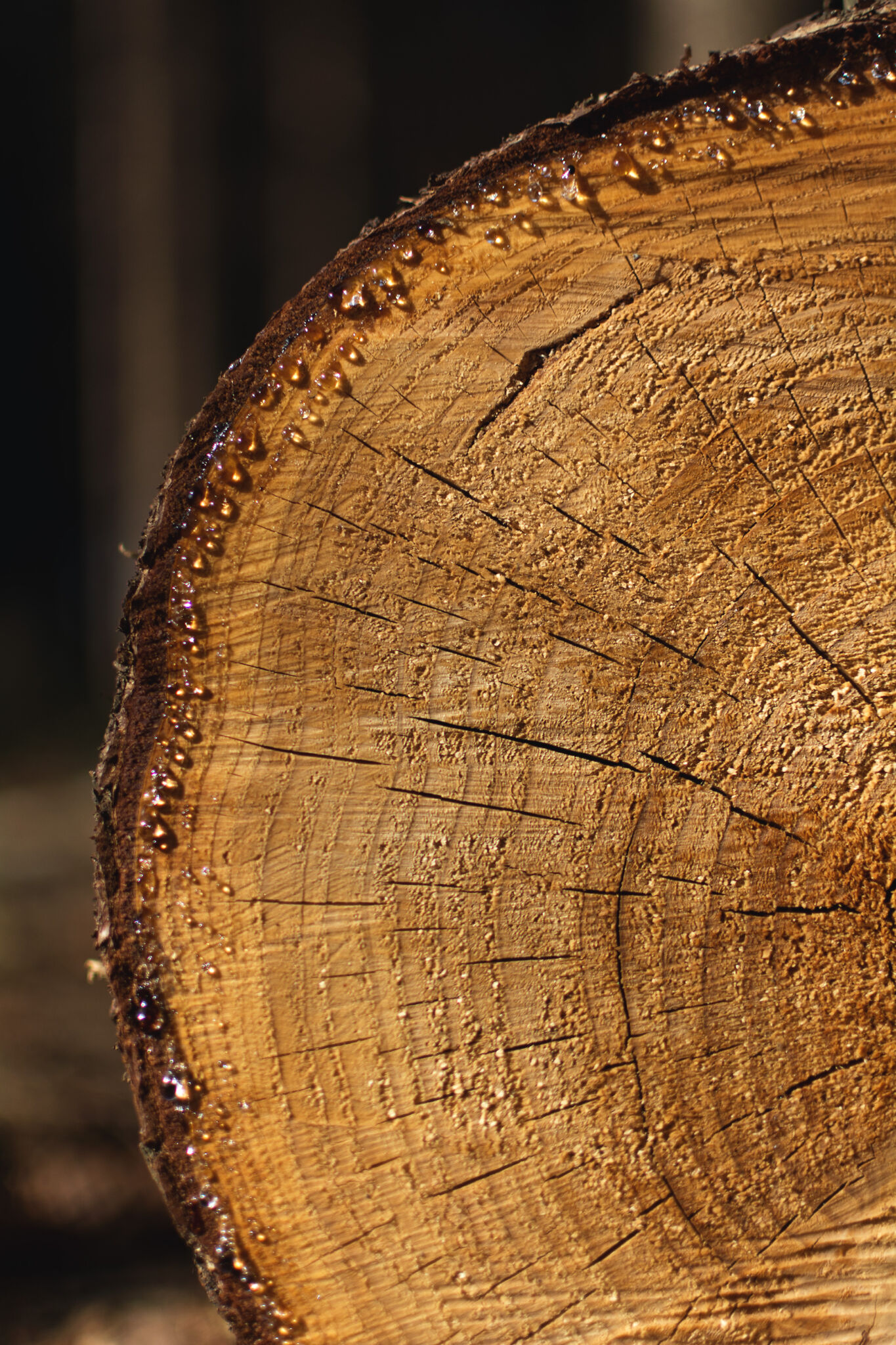 Cut Log | Copyright-free photo (by M. Vorel) | LibreShot