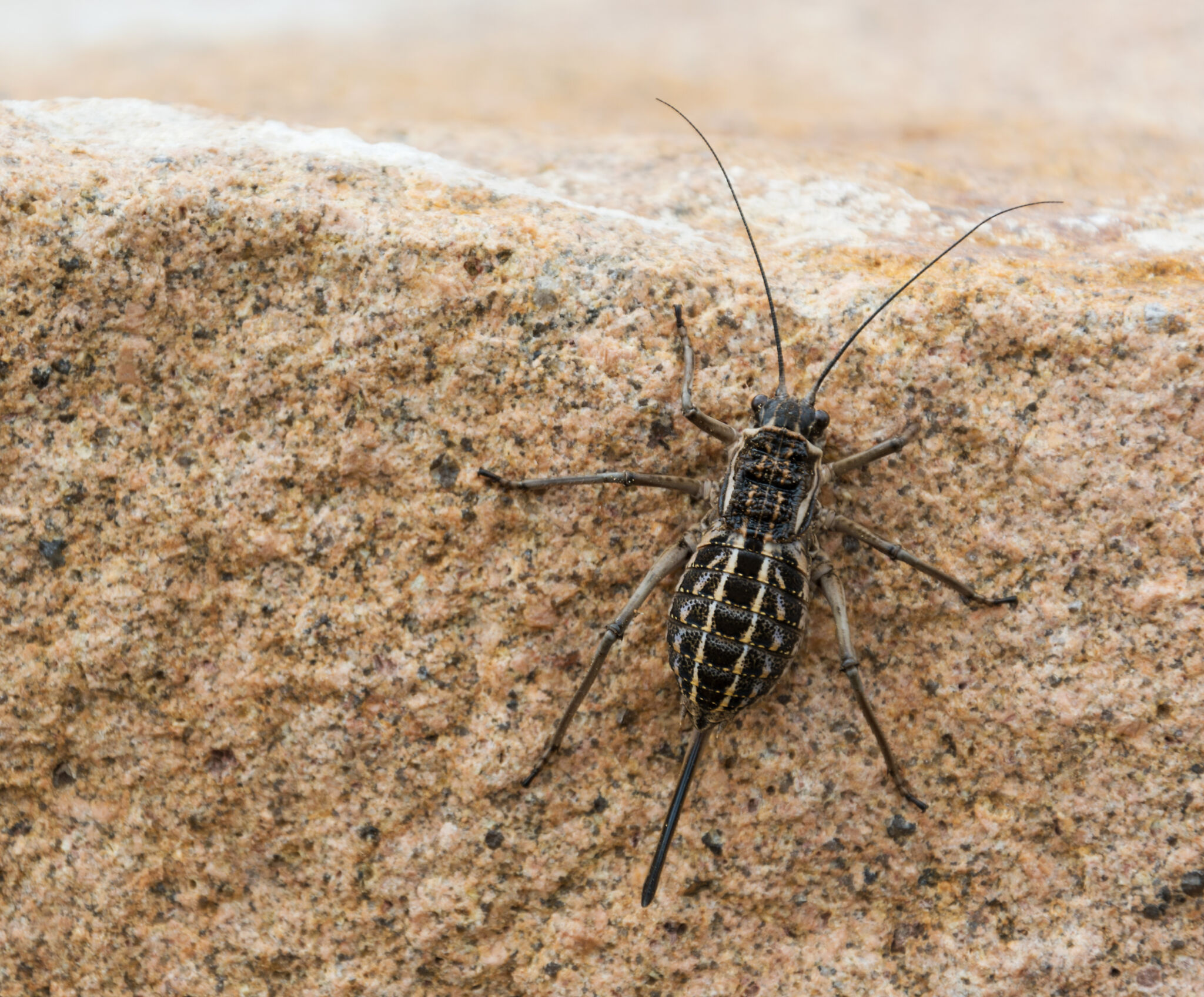 Deracantha onos | Copyright-free photo (by M. Vorel) | LibreShot