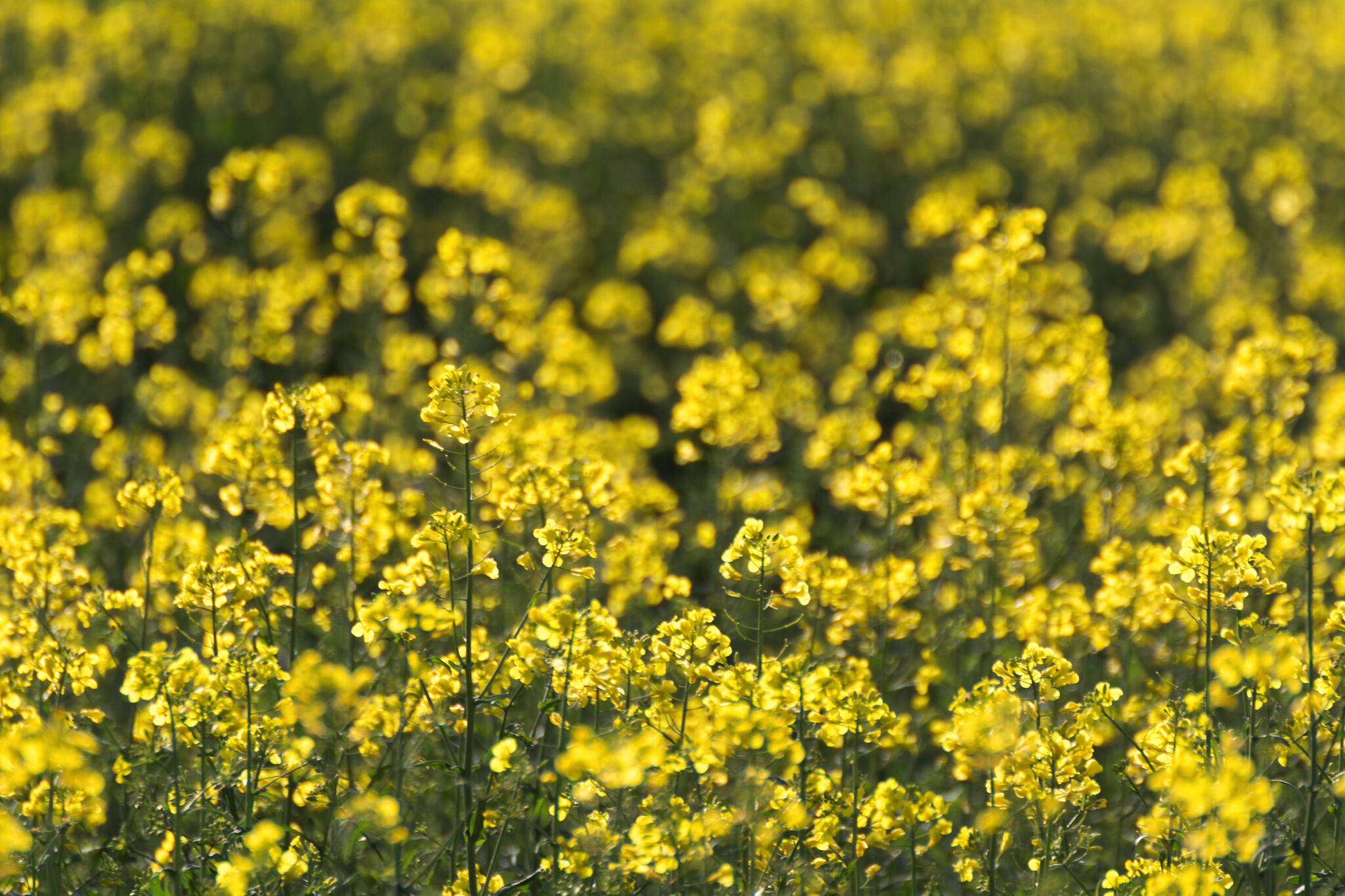 Rapeseed Field | Copyright-free photo (by M. Vorel) | LibreShot