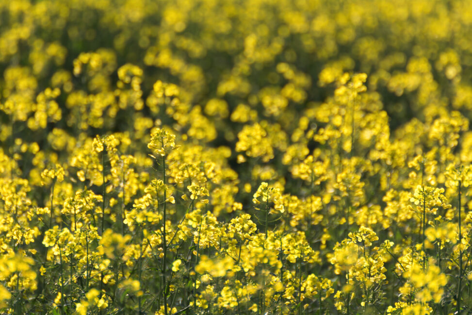 Rapeseed Field | Copyright-free photo (by M. Vorel) | LibreShot